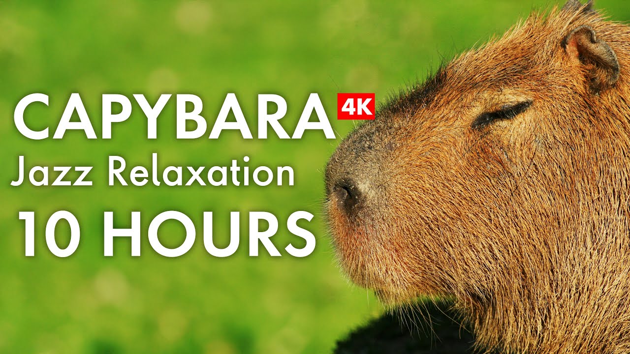 Relax with Capybaras in 4K | 10 HOURS