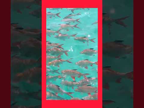 Fish beauty. #shortvideo #short #shorts #shortsfeed #fitness