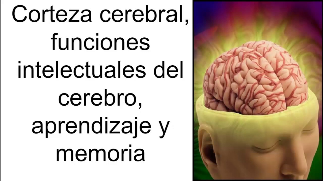 Cerebral cortex, intellectual functions of the brain, learning and memory | Physiology