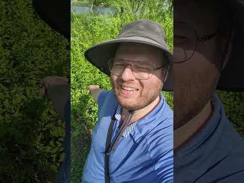 What's This? It's a Bush!