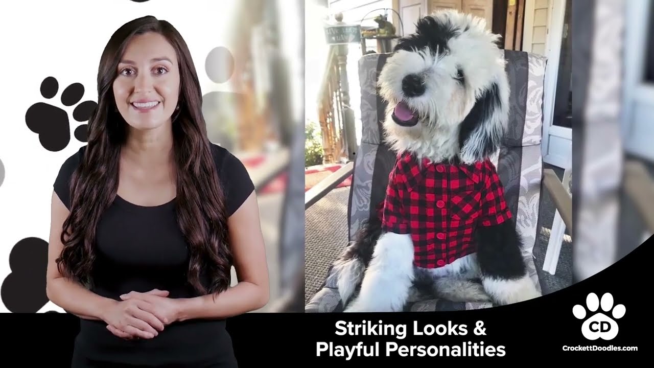 Sheepadoodle Breed Information and Characteristics