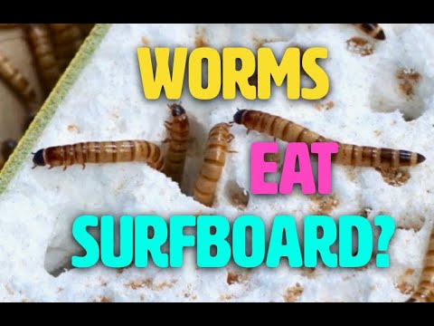 Superworms help fighting plastic pollution | Dear Kitty. Some blog