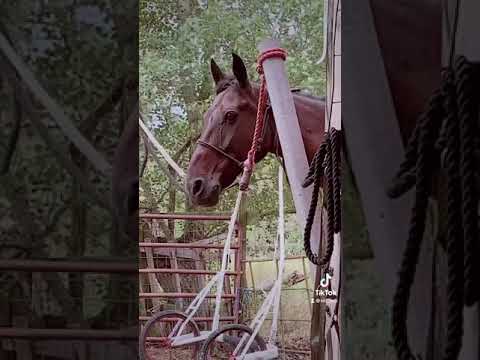 Retired standardbred race horse still remember the trumpet