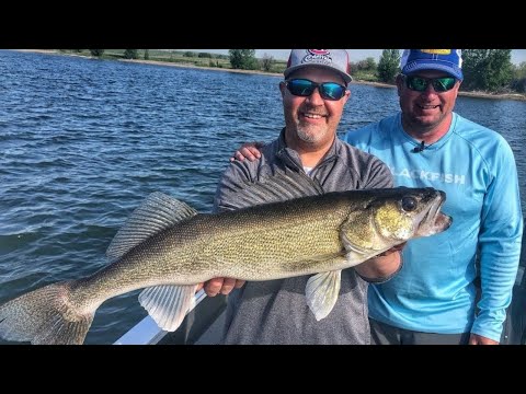 Butterfly Blade Walleye on Lake Sakakawea