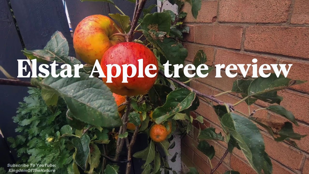 Elstar Apple Tree Review
