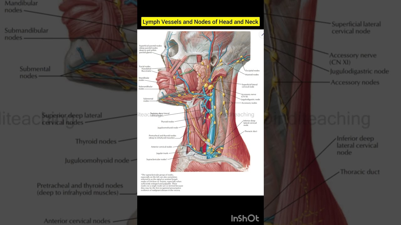 Lymph Vessels and Nodes of Head and Neck | pharynx | Human anatomy | biology diagram @inditeaching