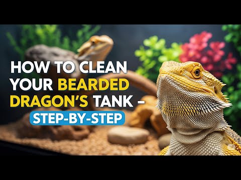 STOP! You're Cleaning Your Bearded Dragon Tank WRONG! (5 Secrets for a SPOTLESS Habitat)