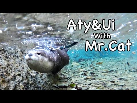 Relaxing, playing, and sleeping otters. [Otter life Day 664]