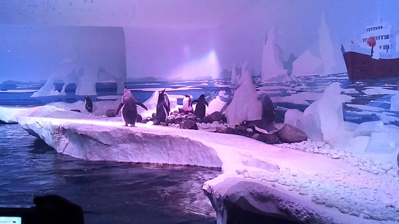 'Exploding' penguins on show at Sea Life London Aquarium are 'like ...