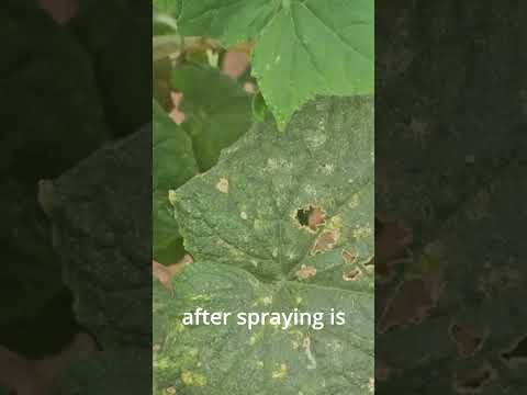 How to Use Hydrogen Peroxide in the Garden #gardeningvideos #gardensolutions