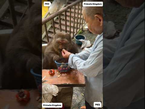 Grandmaβs Love for a Monkey β€οΈπ #Primate