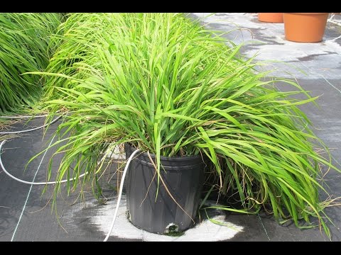 Mosquito-repelling chemicals identified in traditional sweetgrass