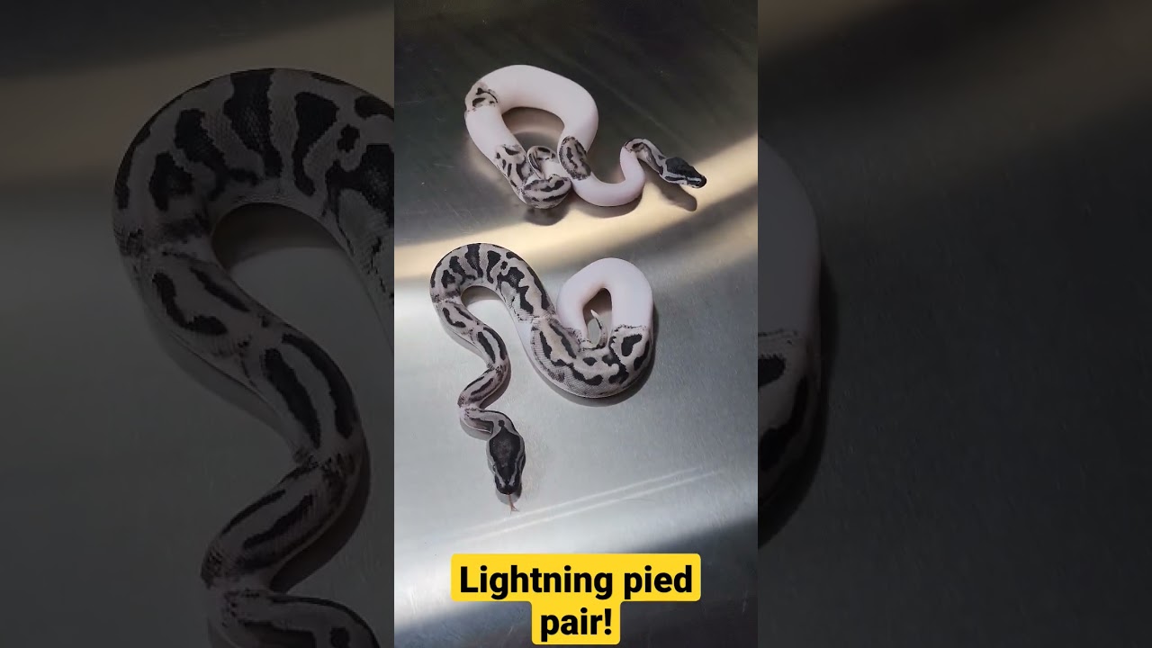 LIGHTNING 🌩 PIED PAIR FOR SALE!