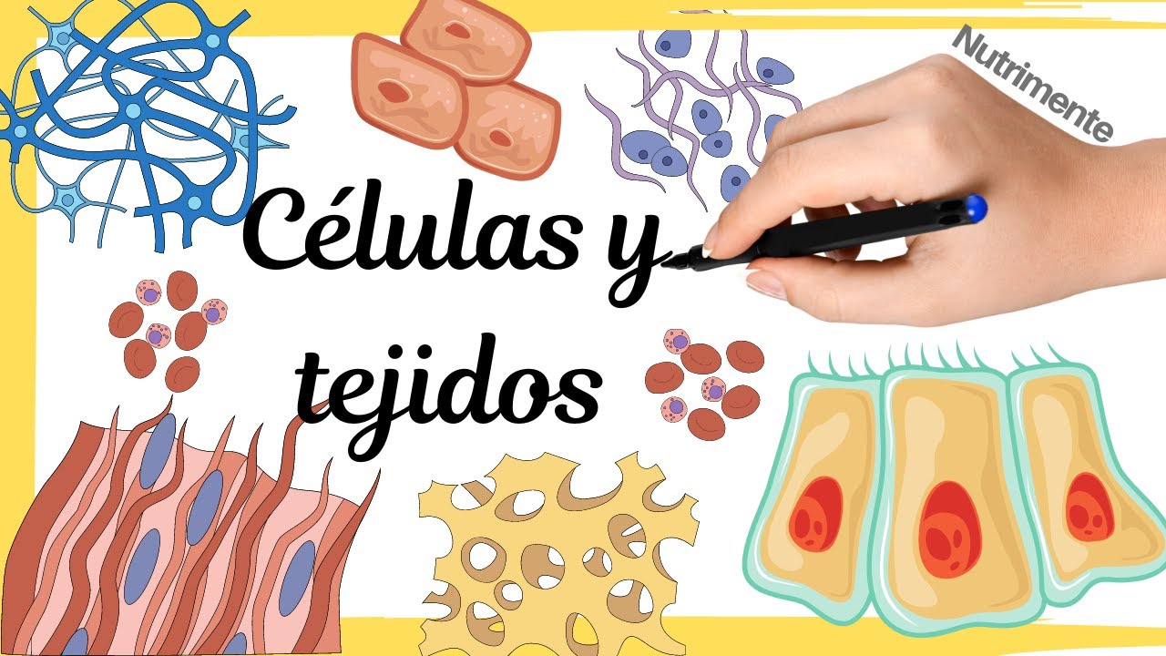 CÉLULAS y TEJIDOS