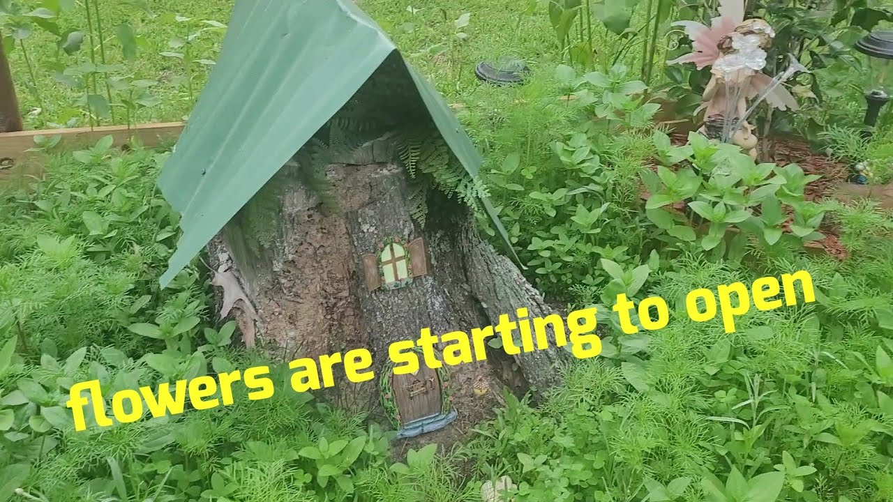 Flowers are starting to open 