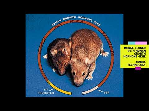 Cloning Vectors - Types & Characteristics #rDNA #Cloning