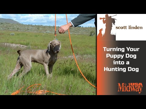 Turning Your Puppy Into a Hunting Dog - What to Know | Scott Linden