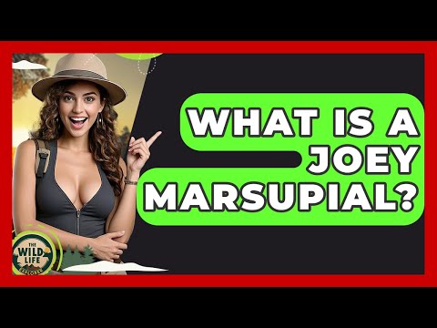What Is A Joey Marsupial? - The Wild Life Explorer