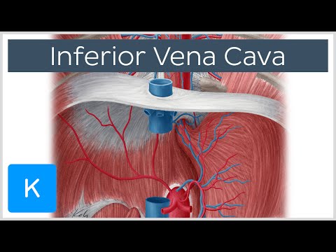 Inferior vena cava - Anatomy, Branches & Function - Human Anatomy | Kenhub