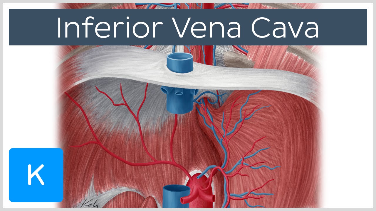 Inferior vena cava - Anatomy, Branches & Function - Human Anatomy | Kenhub