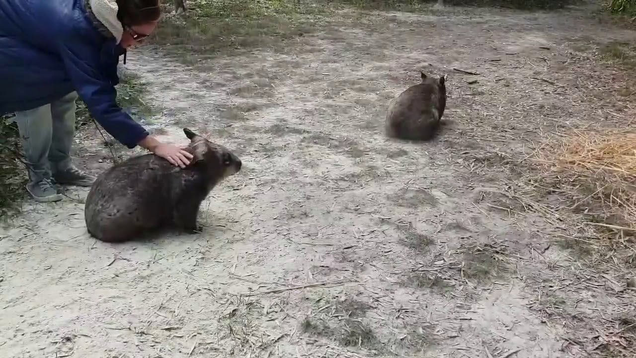 Wombats gotta go fast