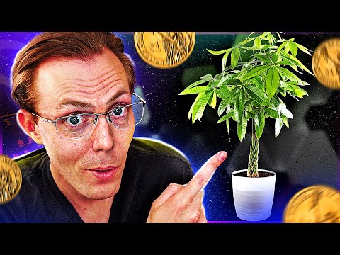 Should You Buy The (Costa Farm Money Tree) For Your Space in 2022?