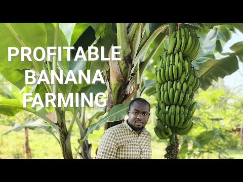 Profitable Banana Farming in Kenya