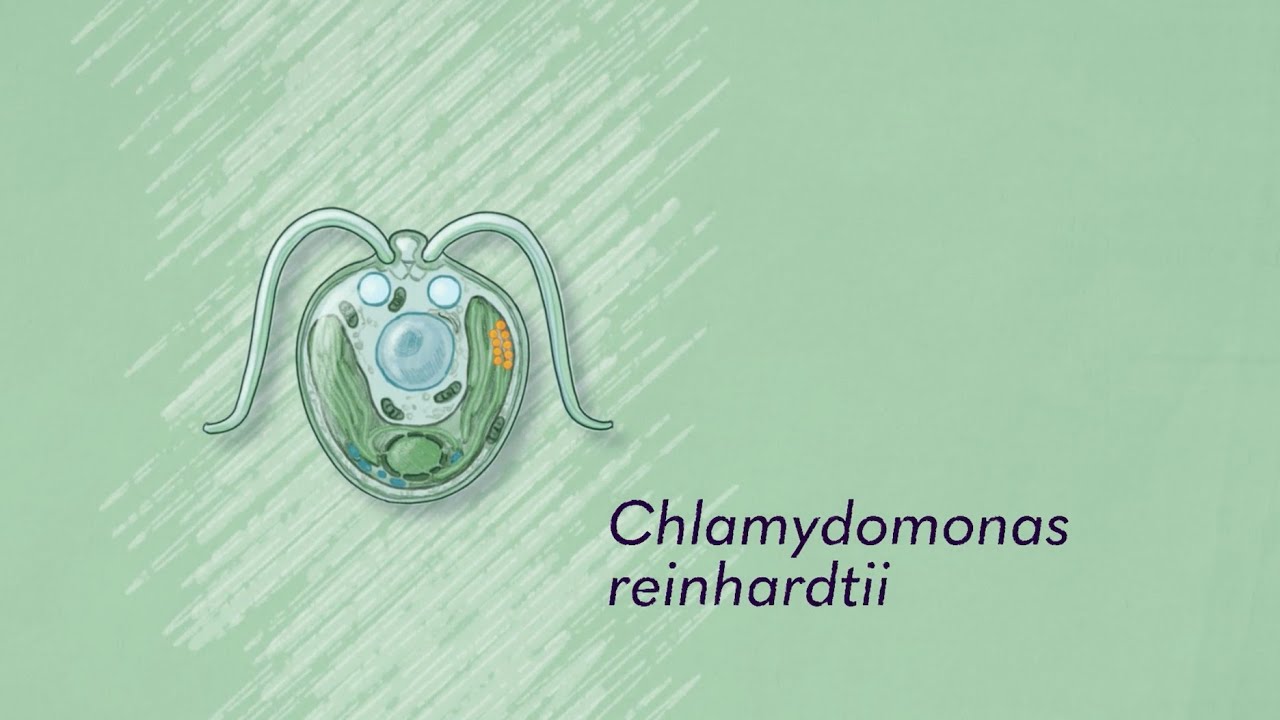 Meet Chlamydomonas reinhardtii