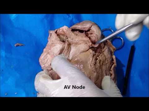 Human Heart Morphology and Coronary Circulation - Dr. Sanjoy Sanyal