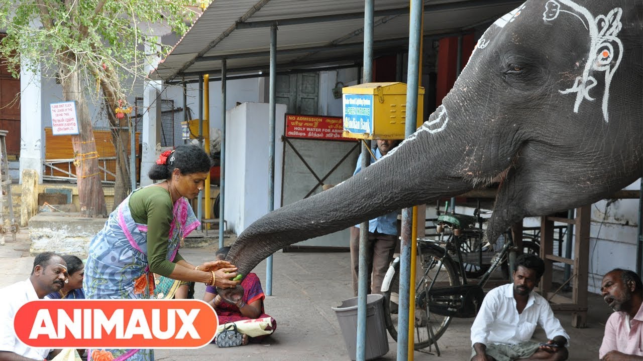 Documentaire | Les animaux et le sacré: l’Inde