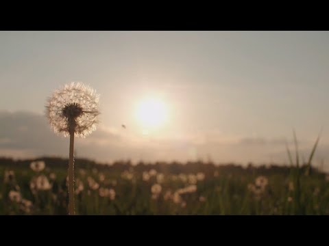 Dandelion inspired sensors | Robert McGrath's Blog