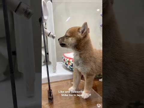#shibainu in Japan