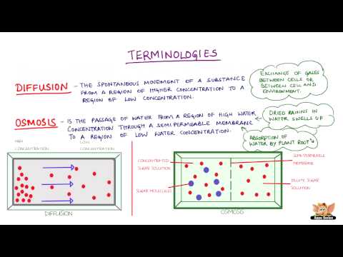 Definition of Diffusion, Osmosis and Types of Solutions
