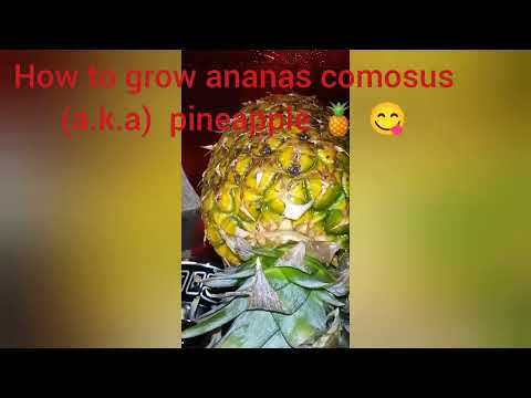 How to easily grow pineapple, (ananas comosus) at home.