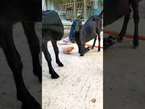 funny goat #homefarming #goat #pigeon #short #shortvideo #viral #viralvideo #eating