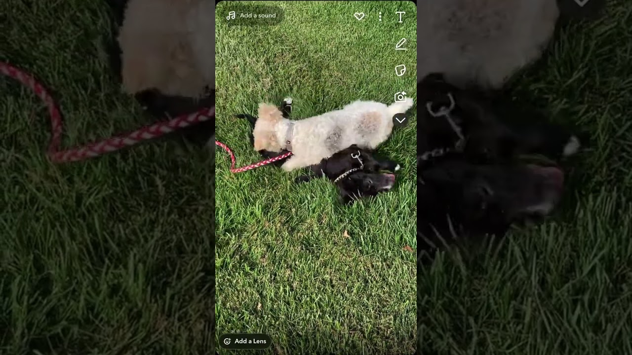 Wrestling-hear me out…Pupmania = wrestle Mania #wrestling #funny #dog #mustwatch #cute #outside