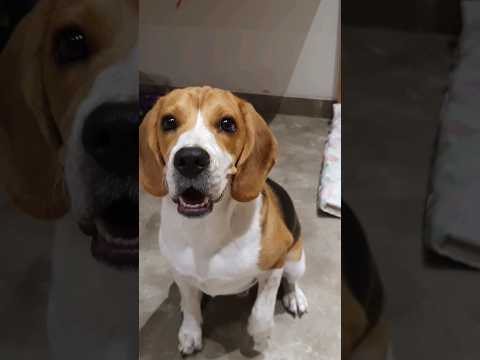 Beagle or Labrador: Which is Better? #beagle #labrador #labradorretriever #pets #dogs