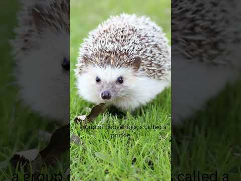Fun Facts about animals Pt2