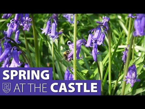 Herstmonceux Castle in Spring