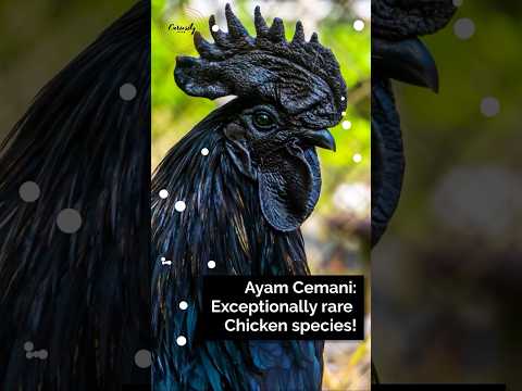 Ayam Cemani: Extremely rare chicken species! #ayamcemani #shorts