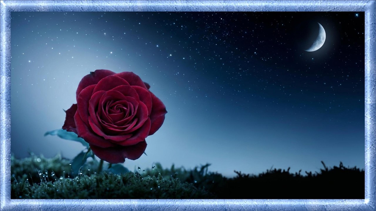 Rose Under Night Sky 🌹🌙 | Calm Aesthetic Wallpaper | Frame TV Art Screensaver with Soft Piano 4K