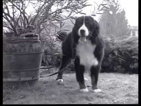 The Swiss Mountain and Cattle Dogs - Pet Dog Documentary English