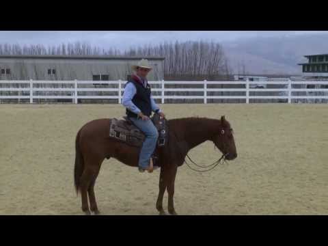 The Hippocratic Oath - First Do No Harm in your Horse Training