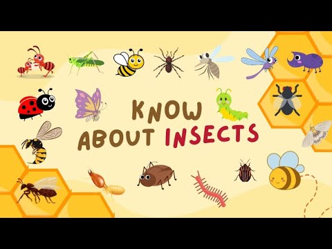 INSECT. NAME OF INSECTS. LEARN ABOUT INSECTS.