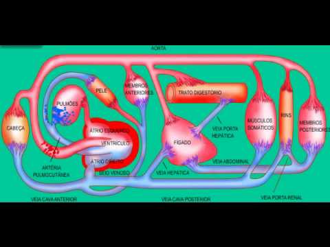 Krvni sistem vodozemaca | Evolucija srca kod kičmenjaka
