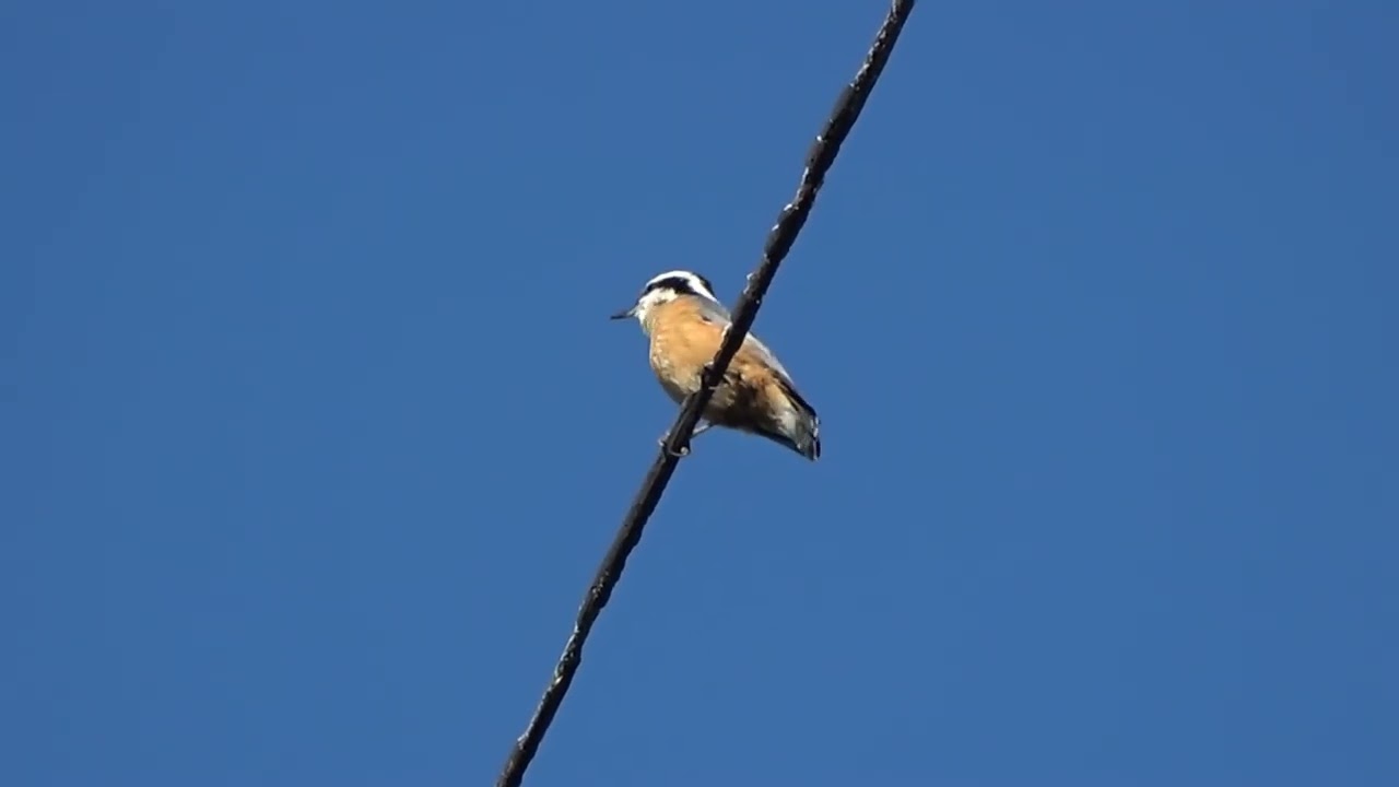 Red Breasted Nuthatch for eBird Documentation