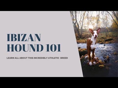 Ibizan Hound 101: Unraveling the Graceful and Independent Breed