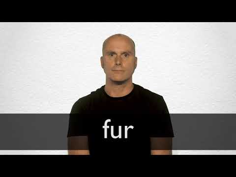 FUR definition in American English | Collins English Dictionary