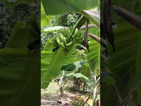 banana garden part 12