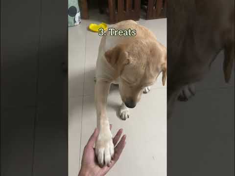 Things to buy before getting a dog | Essentials for Puppy | What to buy for Dog